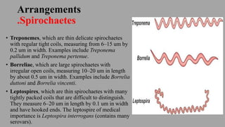 Morphology of bacteria | PPTX