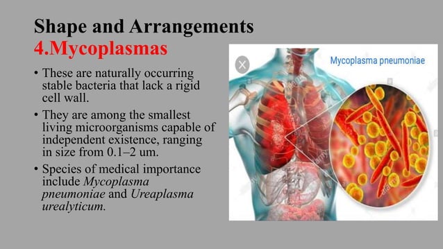 Morphology of bacteria | PPTX | Biological Sciences | Science