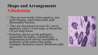 Morphology of bacteria | PPTX | Biological Sciences | Science