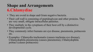 Morphology of bacteria | PPTX | Biological Sciences | Science