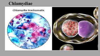 Morphology of bacteria | PPTX | Biological Sciences | Science