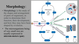 Morphology of bacteria | PPTX