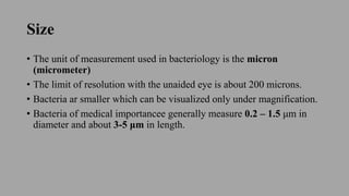 Morphology of bacteria | PPTX | Biological Sciences | Science