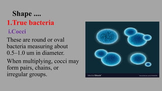 Morphology of bacteria | PPTX | Biological Sciences | Science