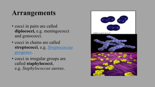 Morphology of bacteria | PPTX | Biological Sciences | Science