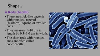 Fusiform Bacteria