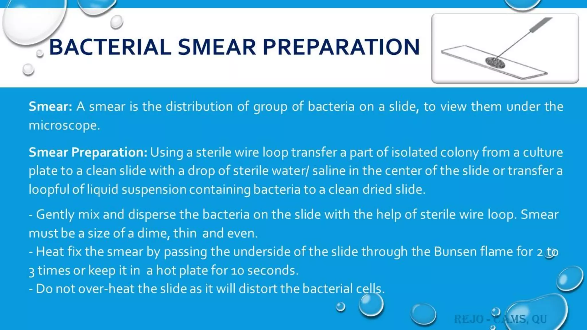 Morphology of bacteria & Simple stain | PPT