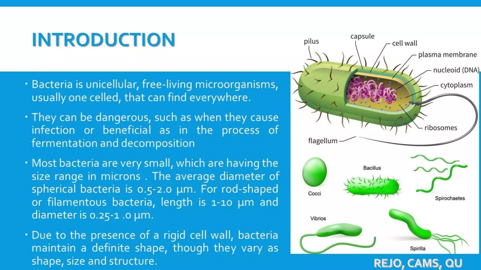 Morphology of bacteria & Simple stain | PPT