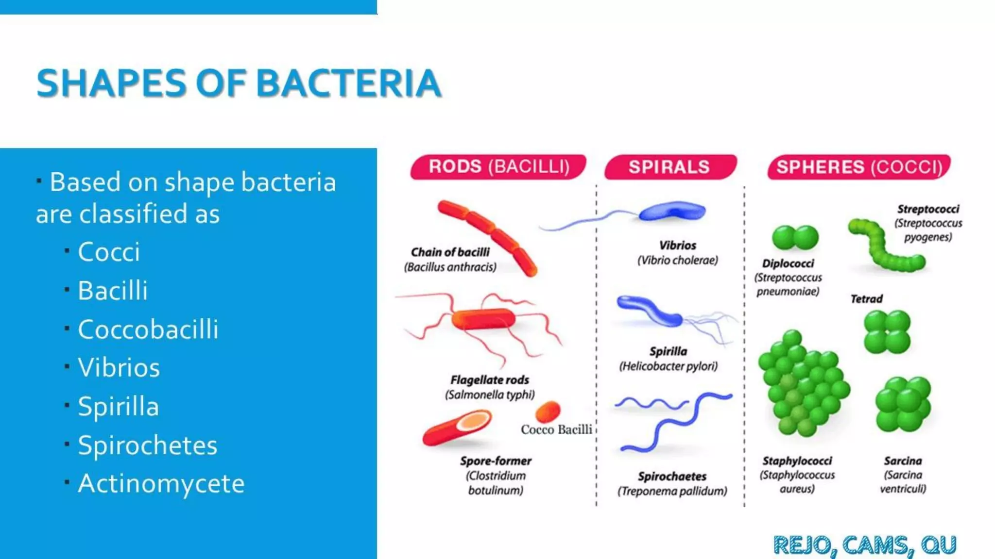 Morphology of bacteria & Simple stain | PPT