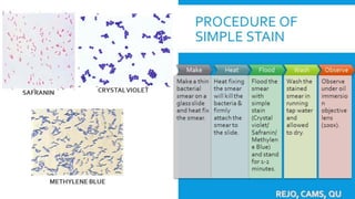 Morphology of bacteria & Simple stain | PPT