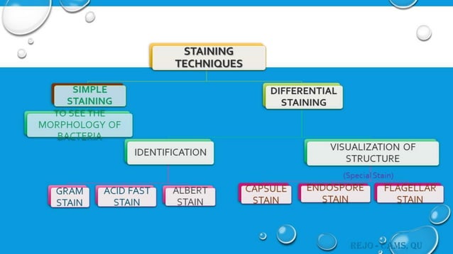 Morphology of bacteria & Simple stain | PDF