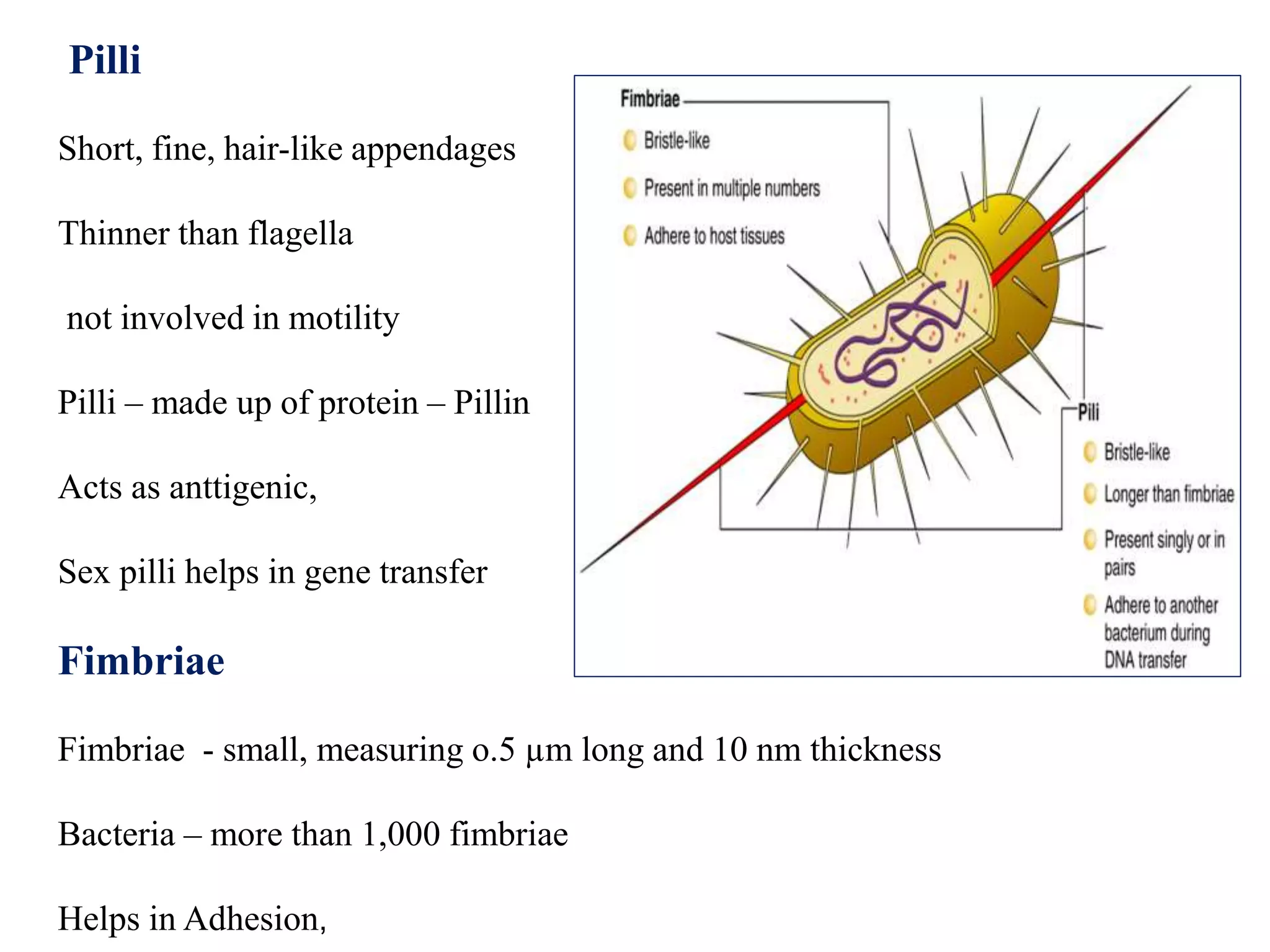 Morphology of bacteria | PPTX