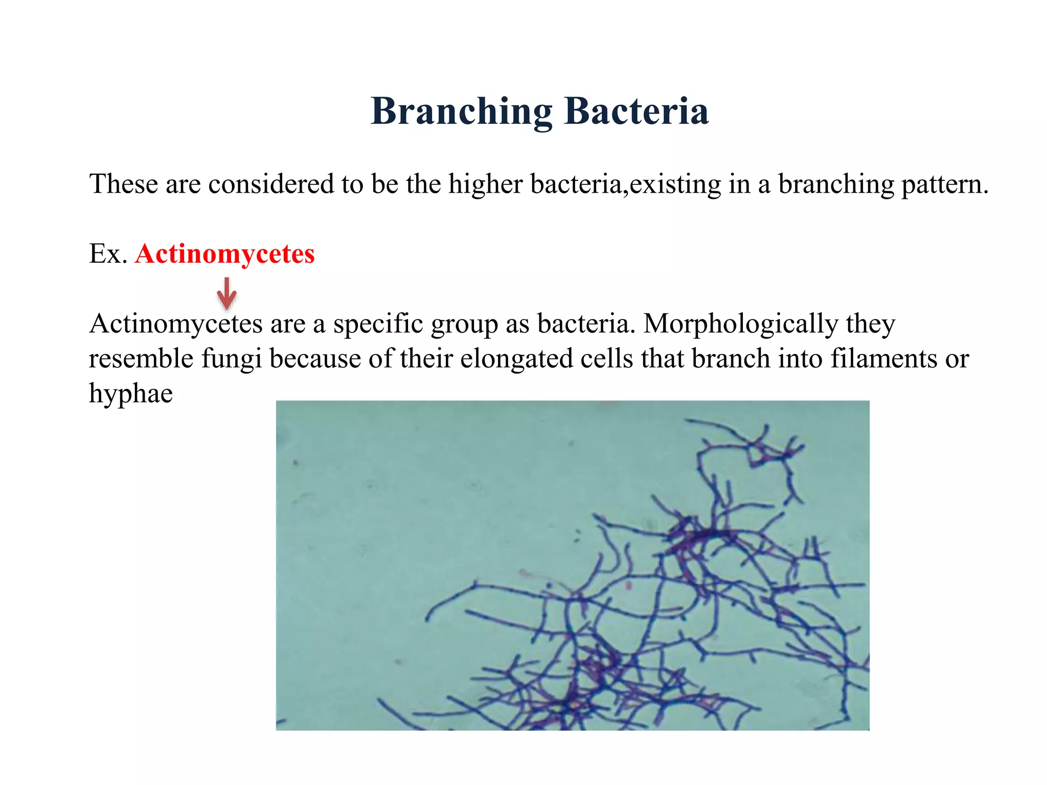 Morphology of bacteria | PPTX