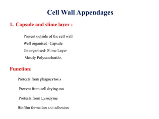 Morphology of bacteria | PPTX