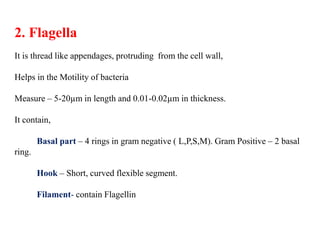 Morphology of bacteria | PPTX