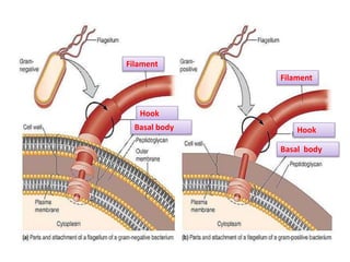 Morphology of bacteria | PPTX