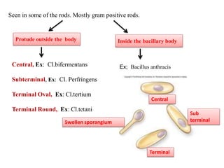 Morphology of bacteria | PPTX