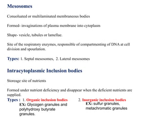 Morphology of bacteria | PPTX