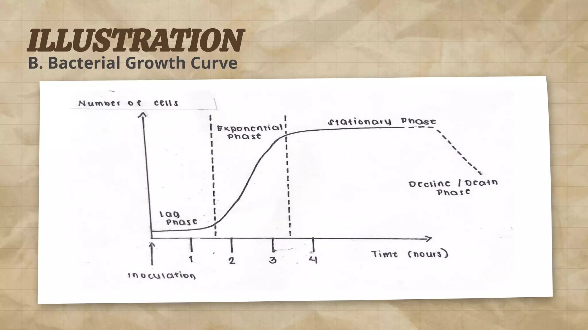 Morphology of Bacteria.pdf