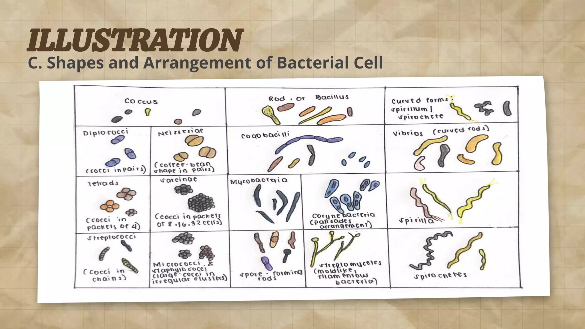 Morphology of Bacteria.pdf