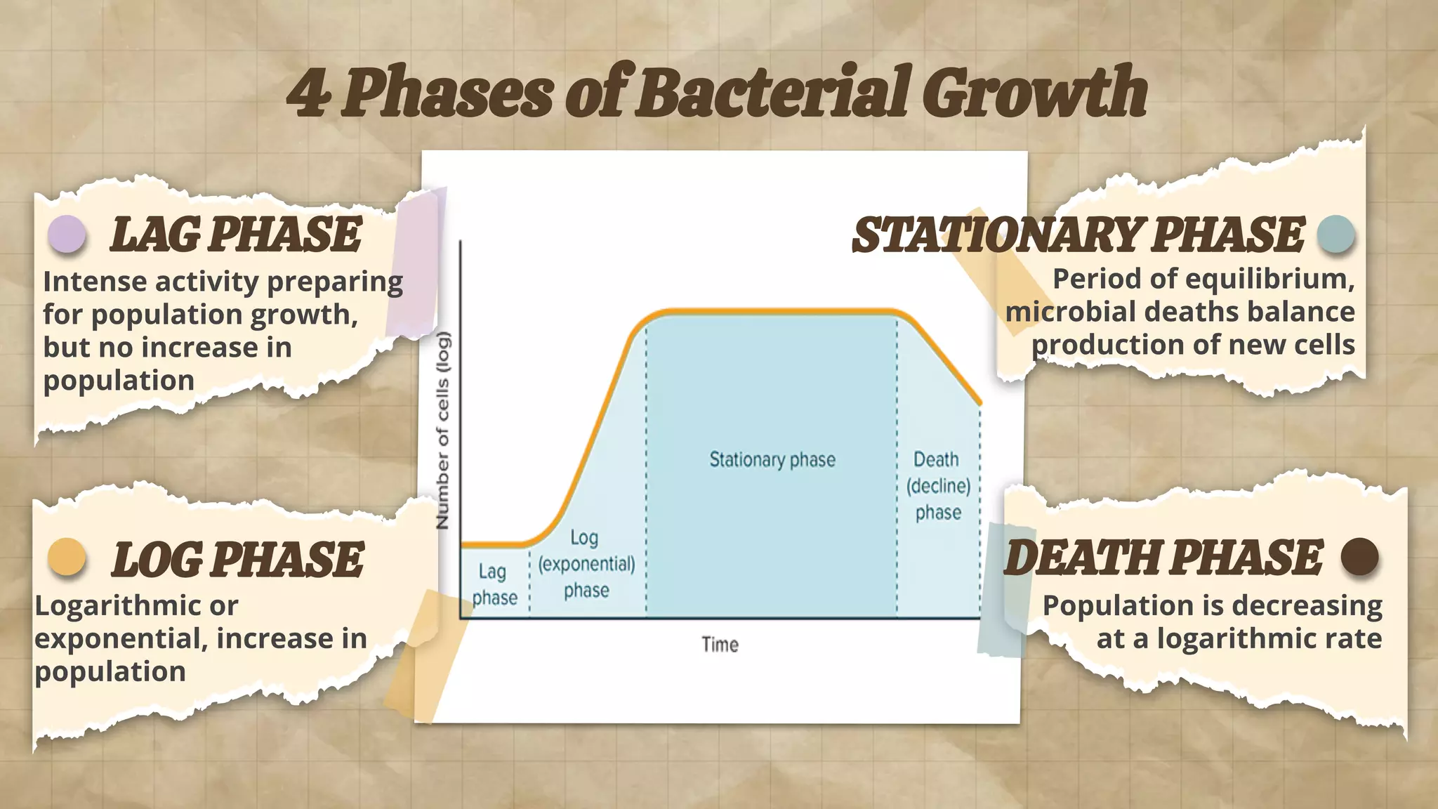 Morphology of Bacteria.pdf