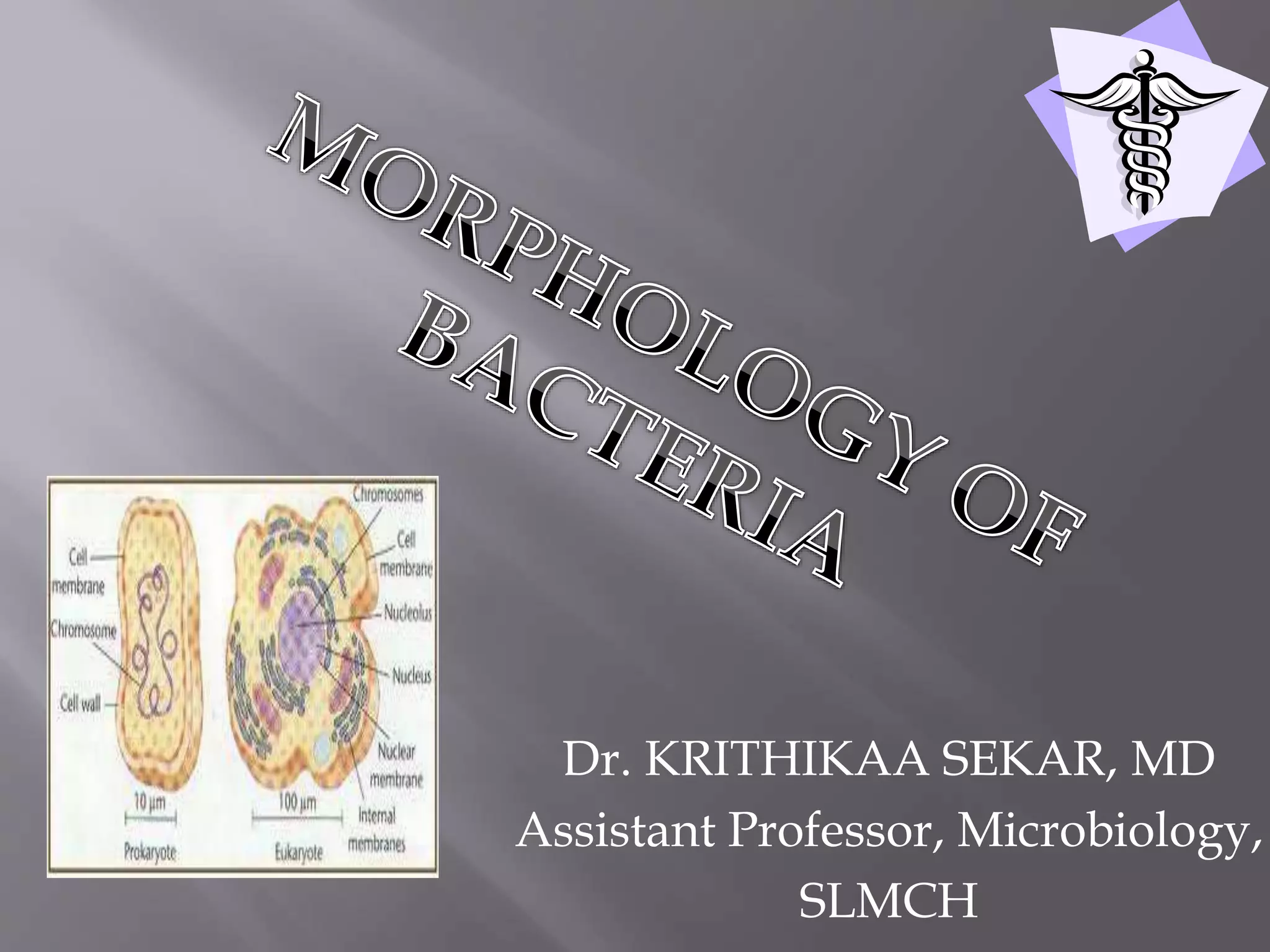 MORPHOLOGY OF BACTERIA.pptx