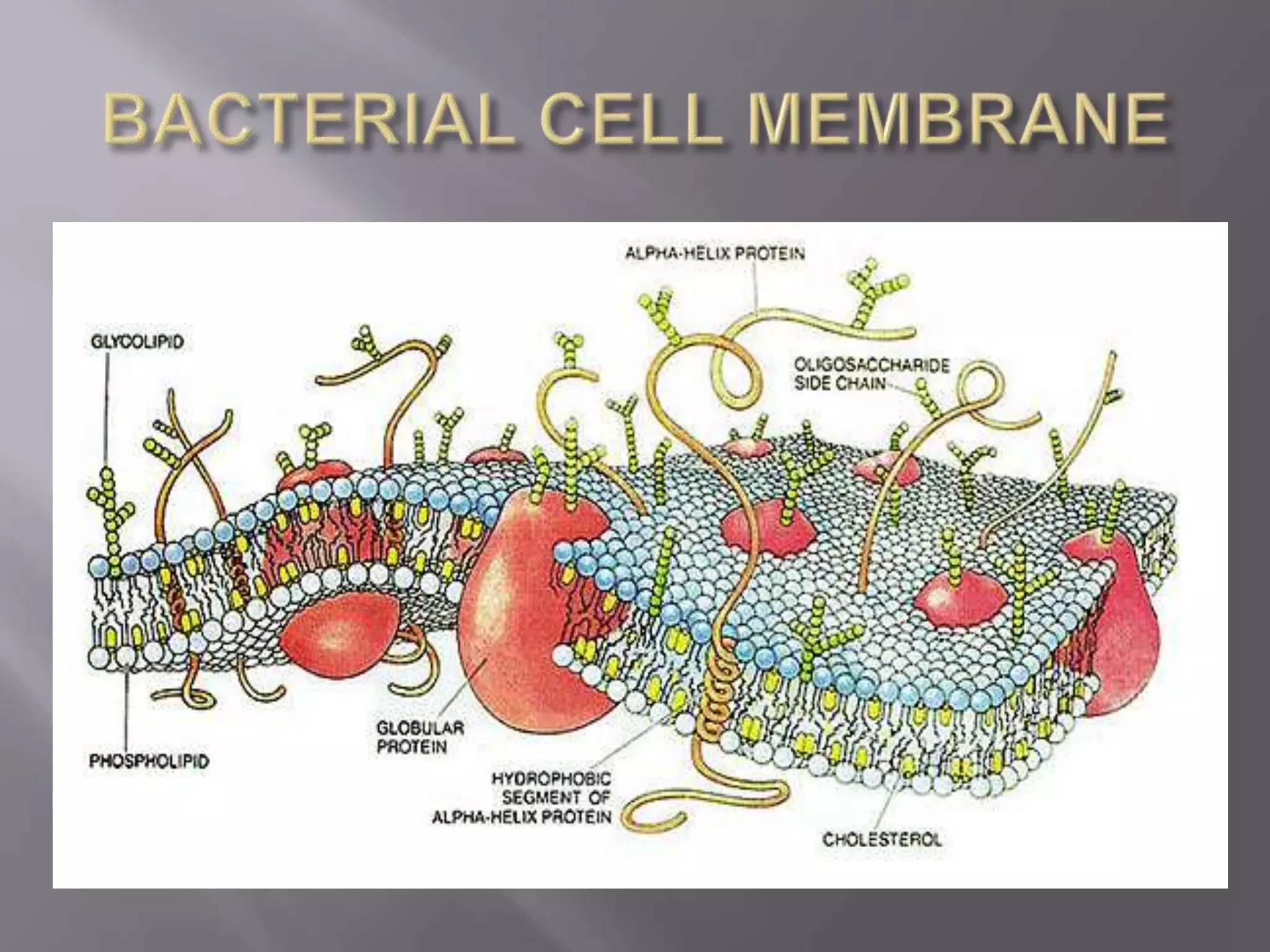 MORPHOLOGY OF BACTERIA.pptx