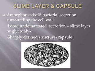 MORPHOLOGY OF BACTERIA.pptx