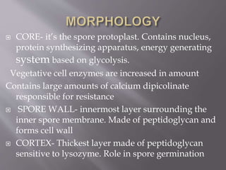 MORPHOLOGY OF BACTERIA.pptx