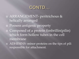 MORPHOLOGY OF BACTERIA.pptx