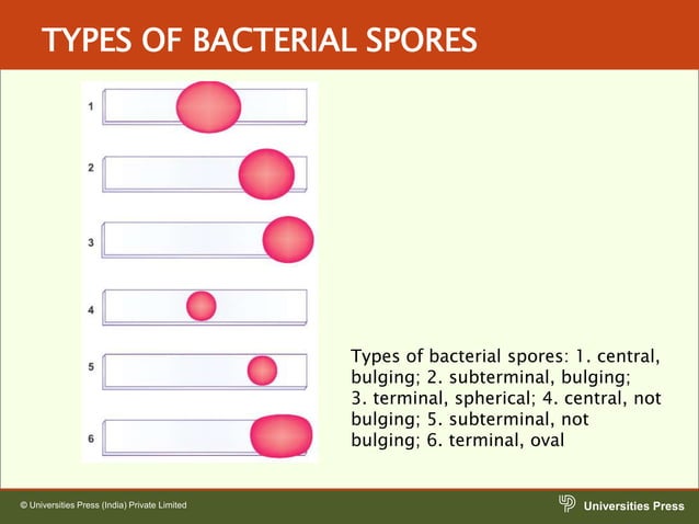 Morphology of Bacteria.ppt