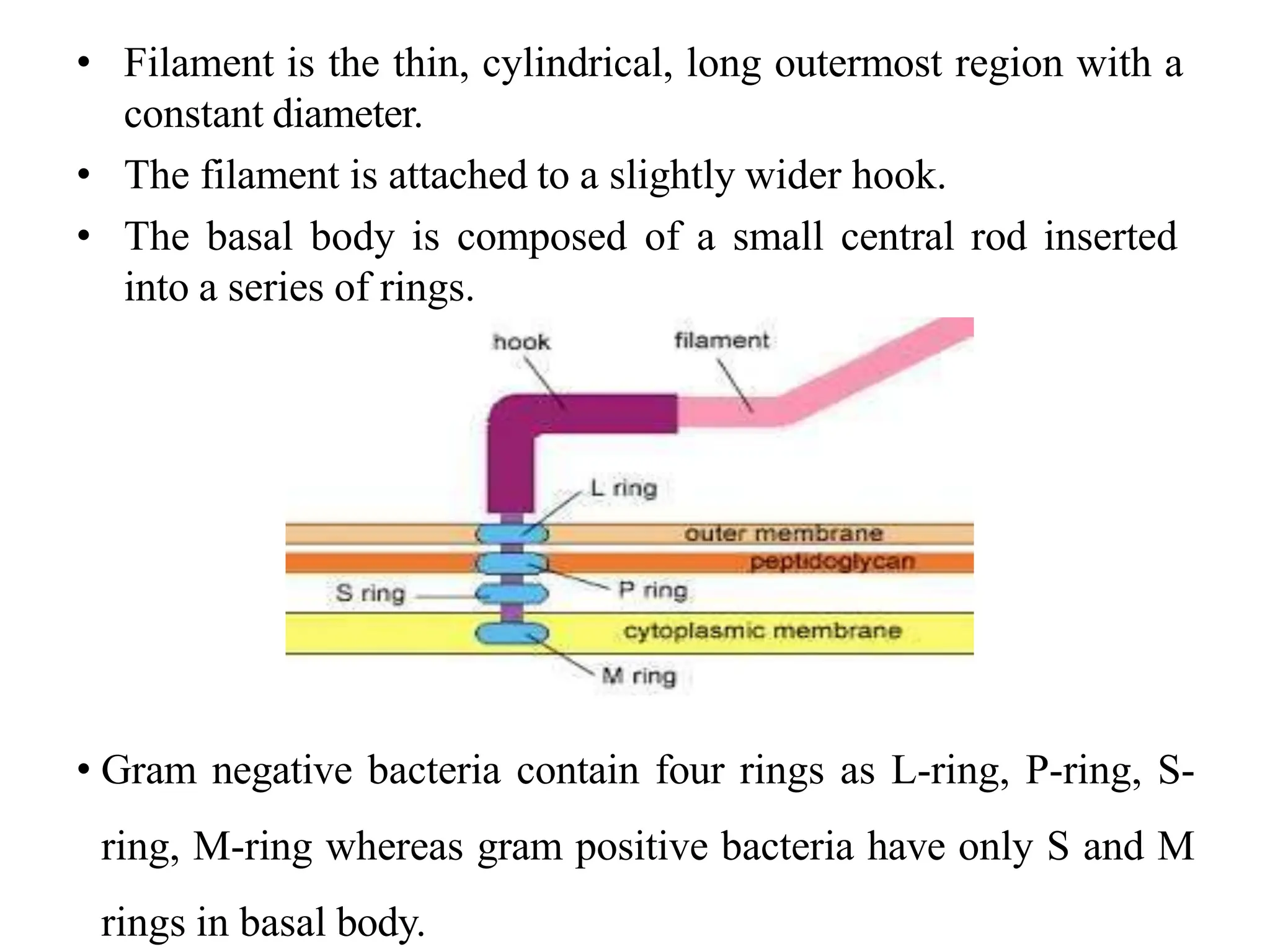 Morphologyof Bacteria.pptx