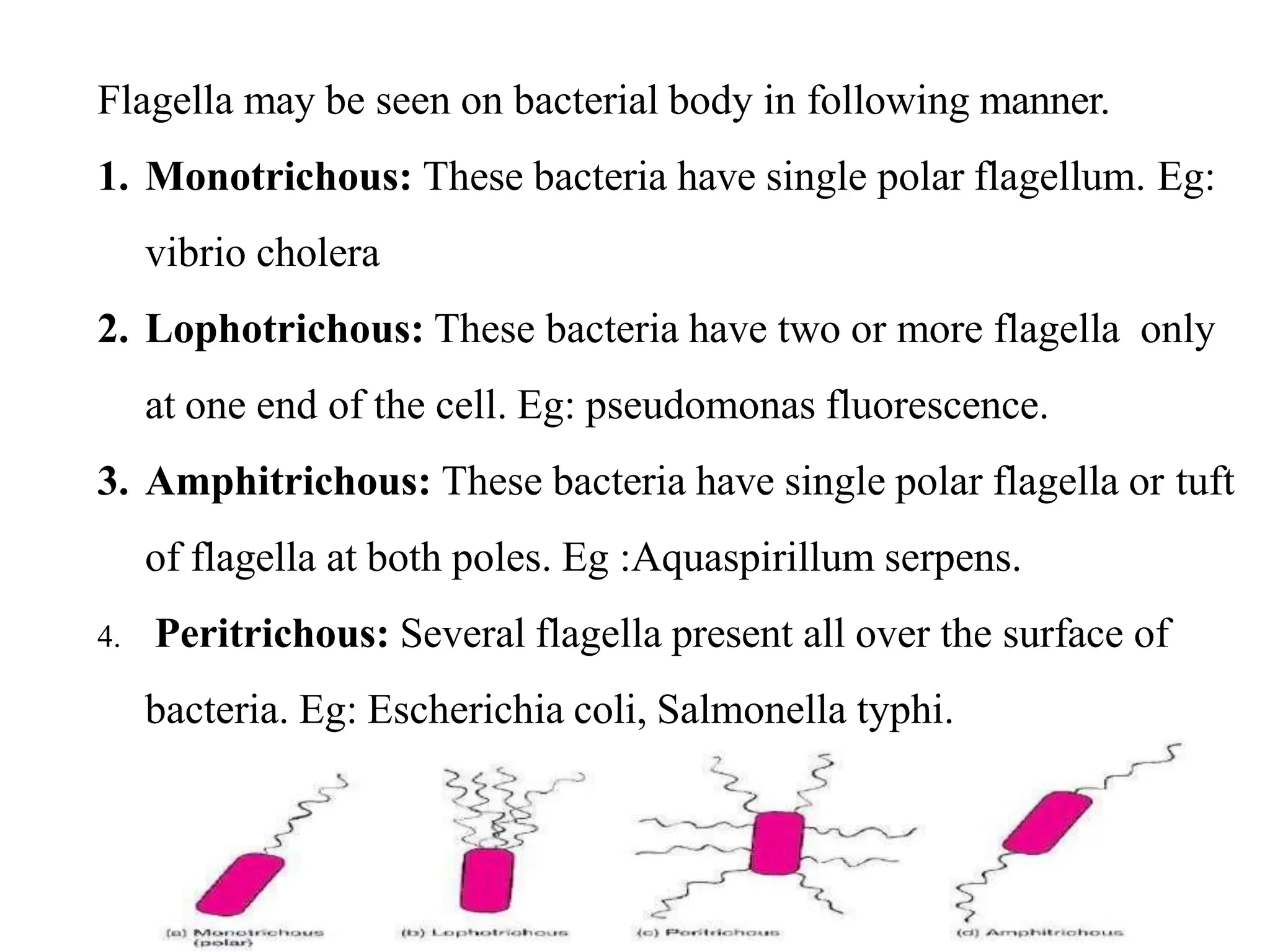 Morphologyof Bacteria.pptx