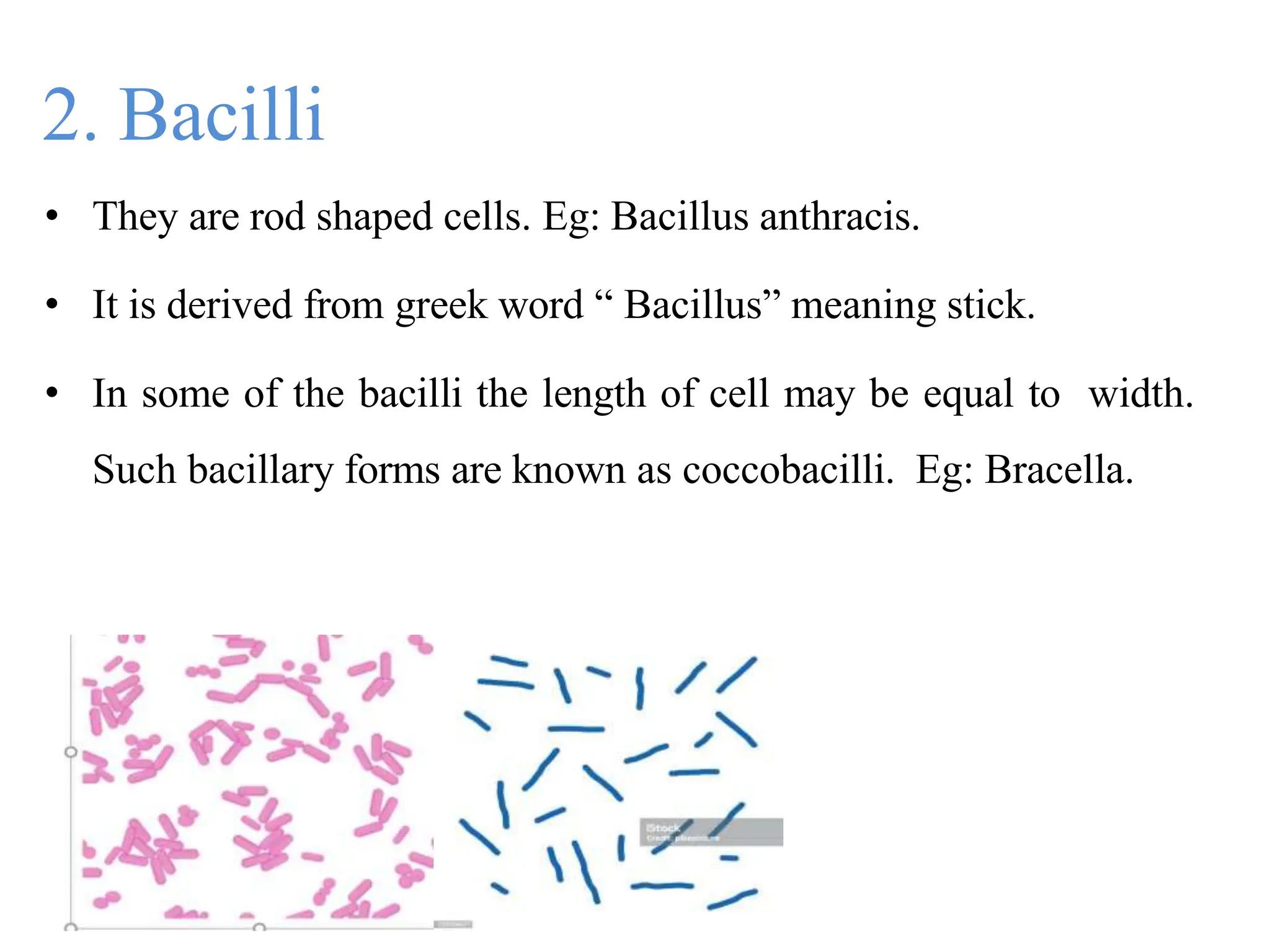 Morphologyof Bacteria.pptx