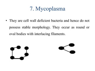 Morphologyof Bacteria.pptx