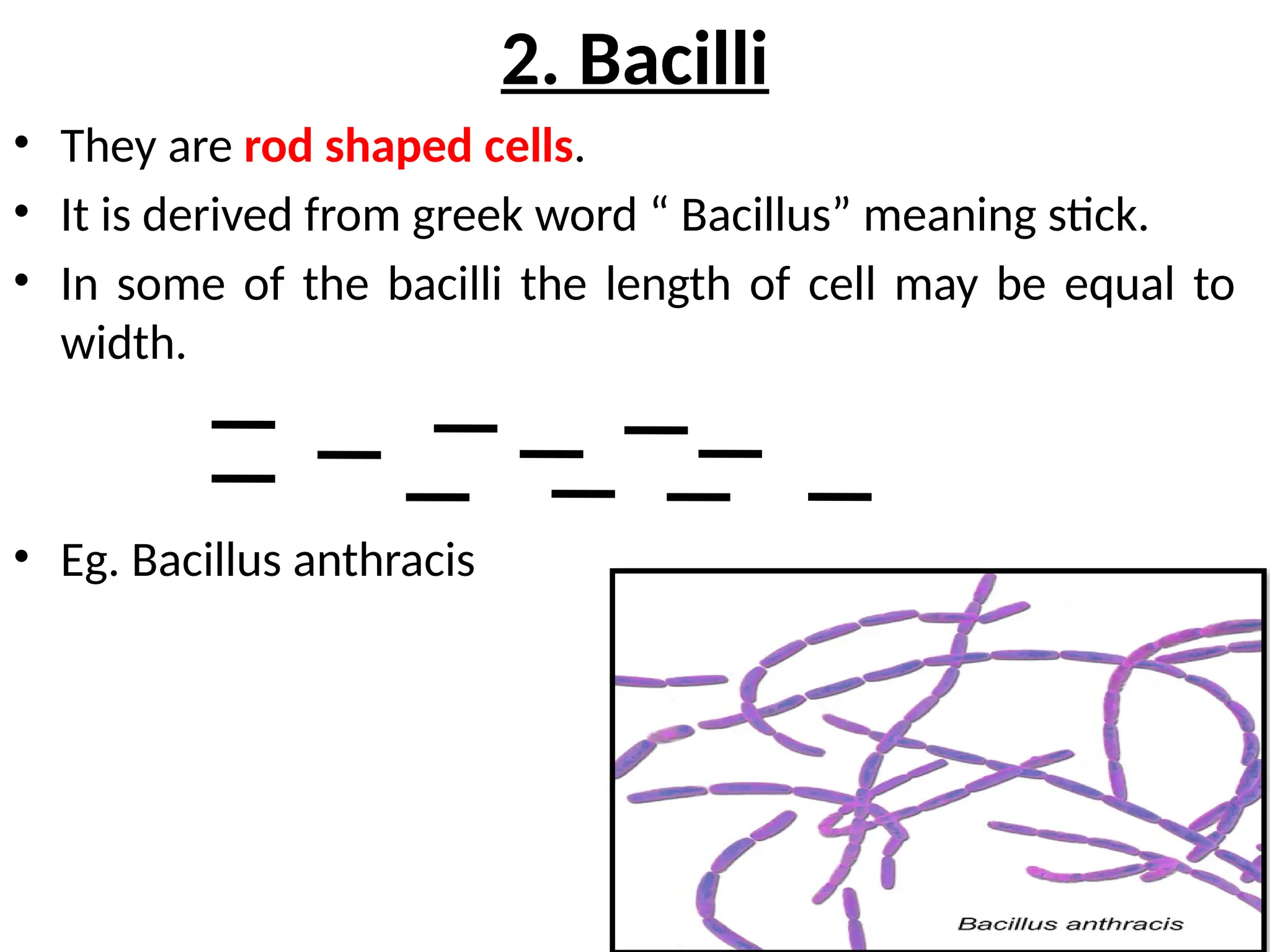 morphology of bacteria/bacterial morphology .pptx