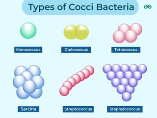 morphology of bacteria/bacterial morphology .pptx