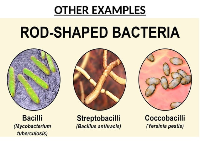 morphology of bacteria/bacterial morphology .pptx