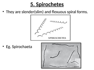 morphology of bacteria/bacterial morphology .pptx