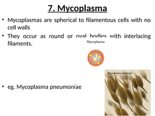 morphology of bacteria/bacterial morphology .pptx