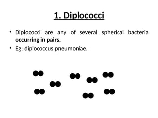 morphology of bacteria/bacterial morphology .pptx