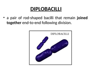 morphology of bacteria/bacterial morphology .pptx