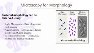 Morphology of Bacteria.pptx By Dr. Preeti Tyagi | PPTX