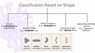 Morphology of Bacteria.pptx By Dr. Preeti Tyagi | PPTX