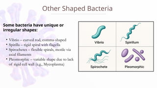 Morphology of Bacteria.pptx By Dr. Preeti Tyagi | PPTX