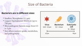 Morphology of Bacteria.pptx By Dr. Preeti Tyagi | PPTX