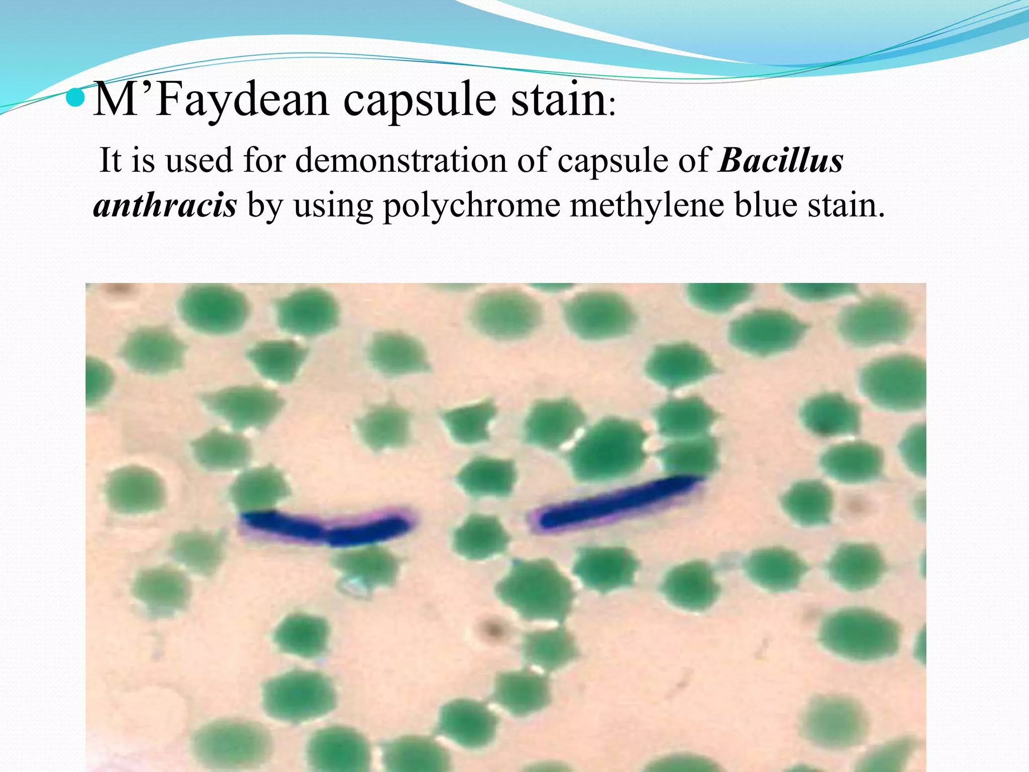 Morphology of bacteria ii | PPTX