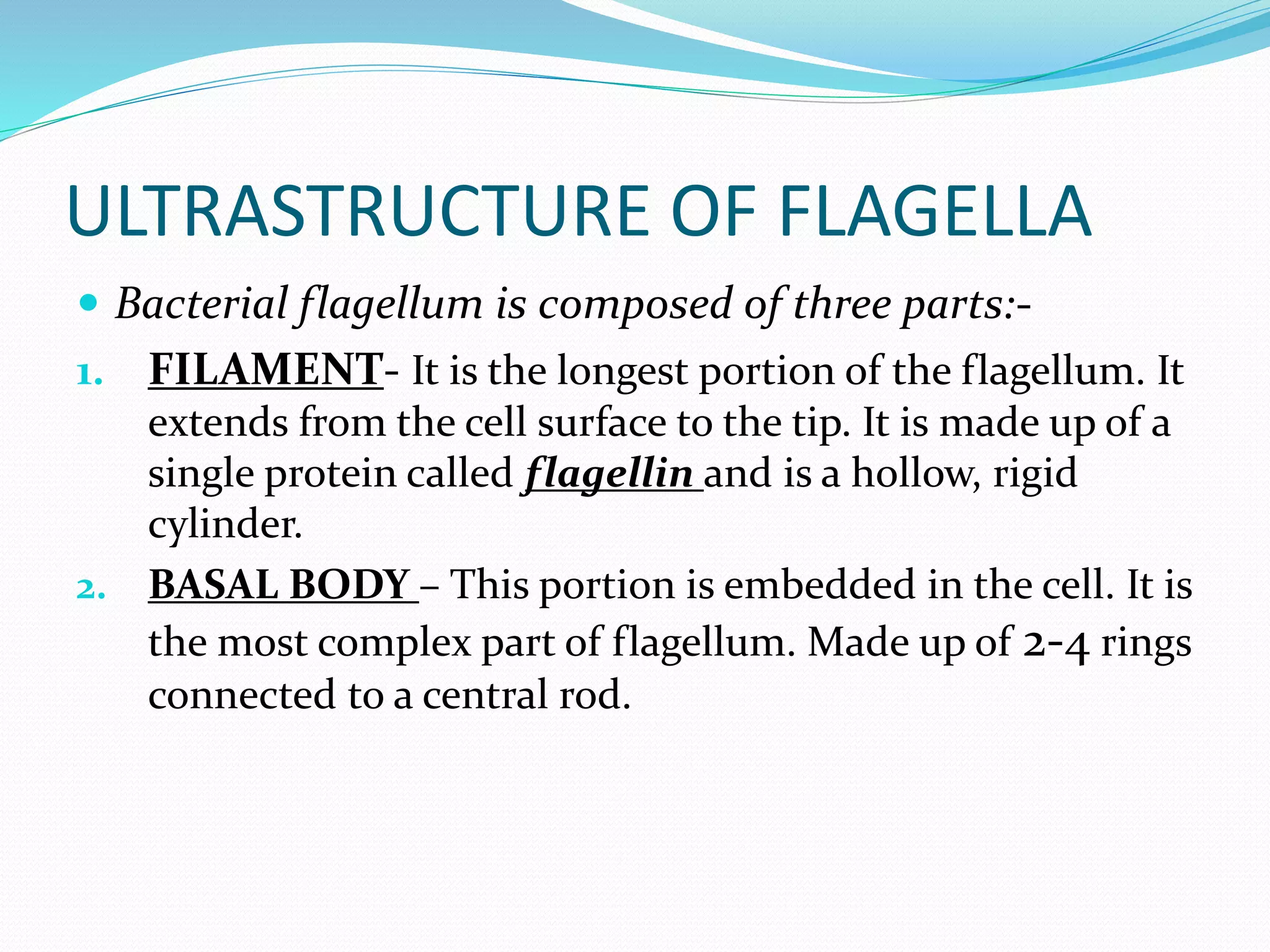 Morphology of bacteria ii | PPTX