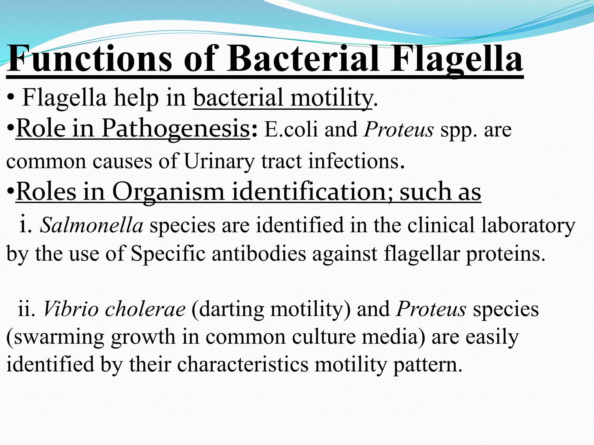 Morphology of bacteria ii | PPTX