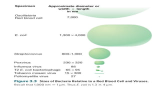 Comprehensive Overview of Bacterial Morphology and Structure | PPTX